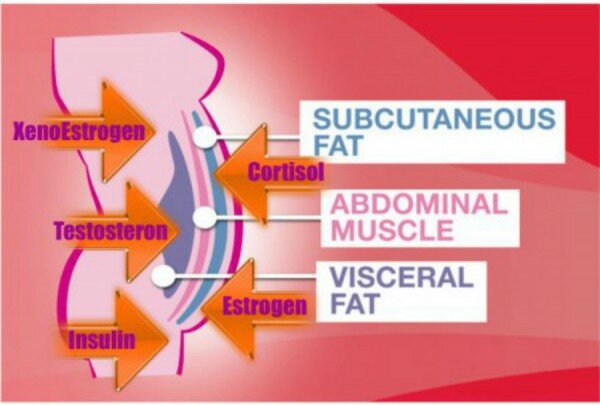 Control These 6 Important Hormones Which Trigger the Belly Fat Storage ...
